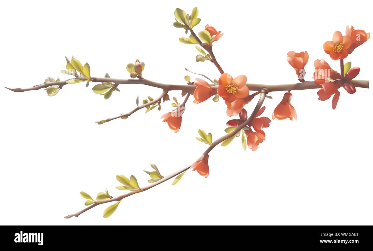 Cut cherry tree Stock Vector Images - Alamy