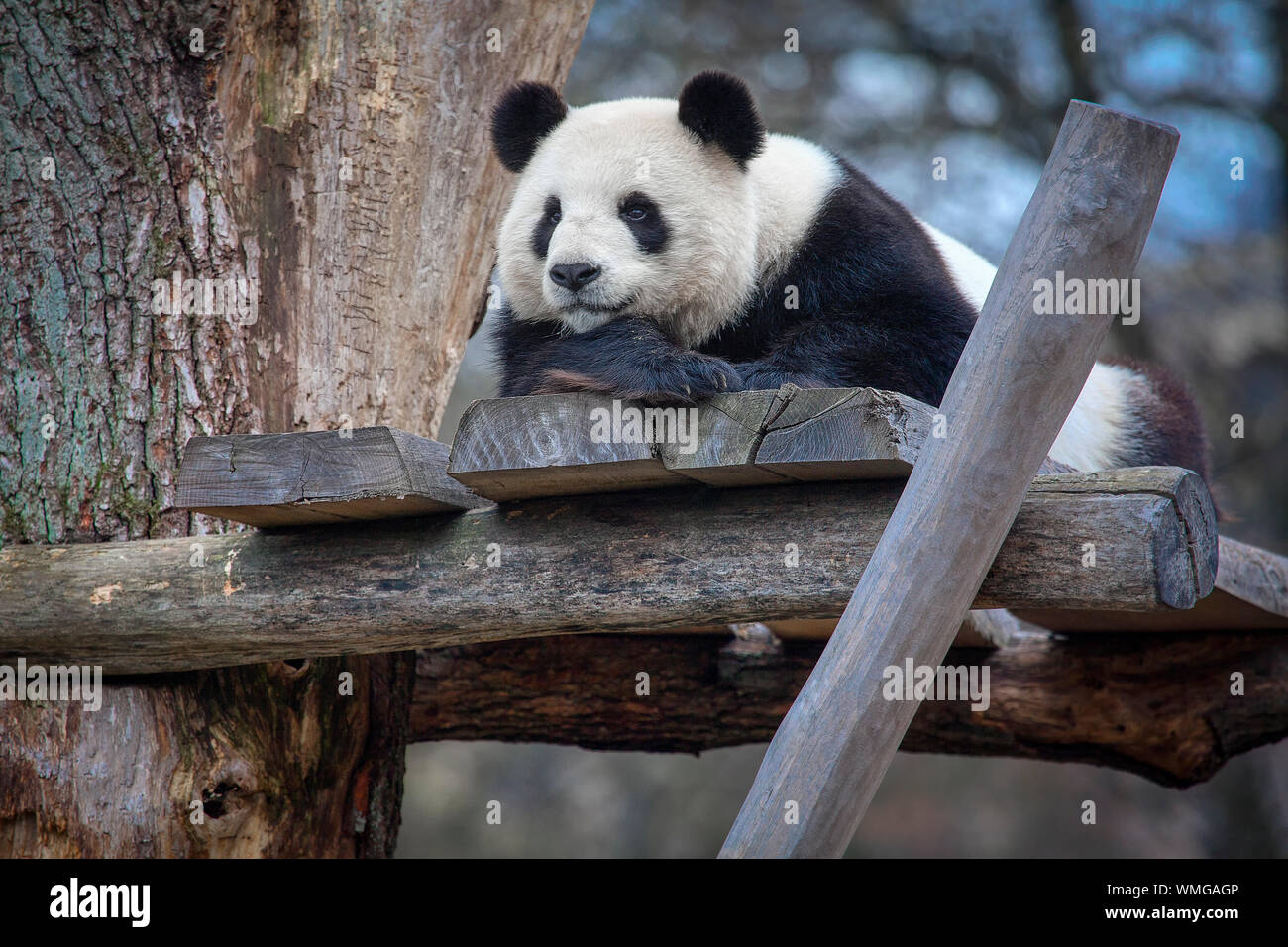 cute panda standing and looking away Stock Photo - Alamy