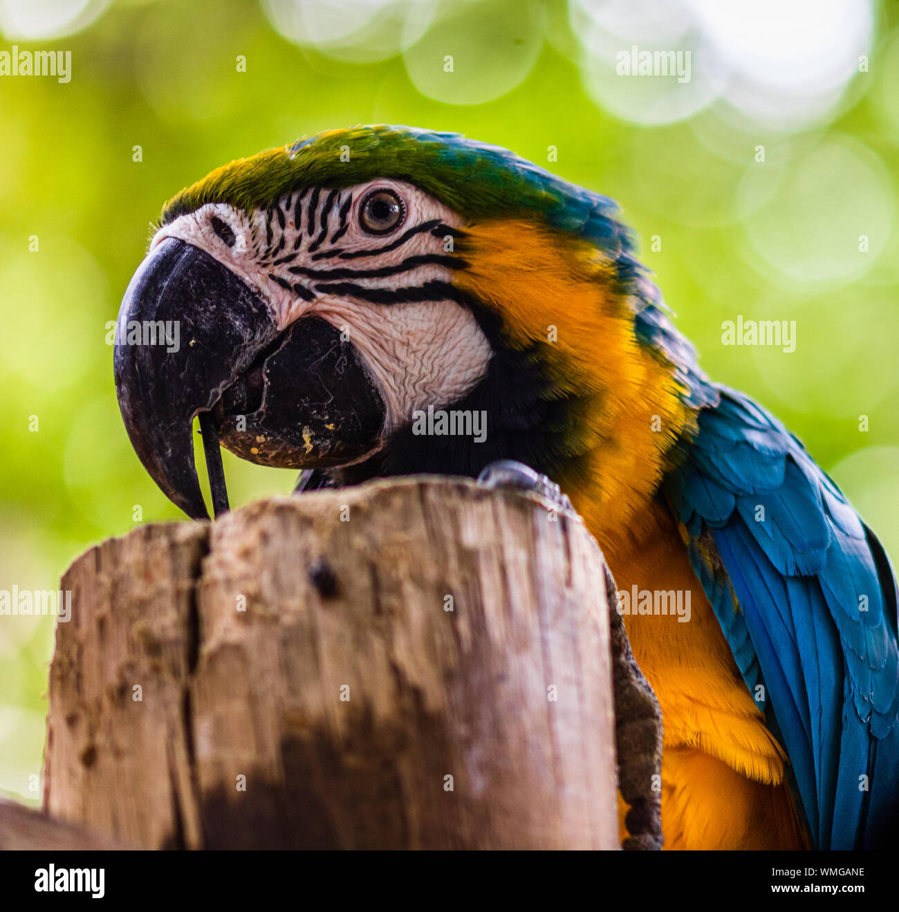 Blue and yellow macaw, parrot in a natural park in Cartagena, Colombia ...