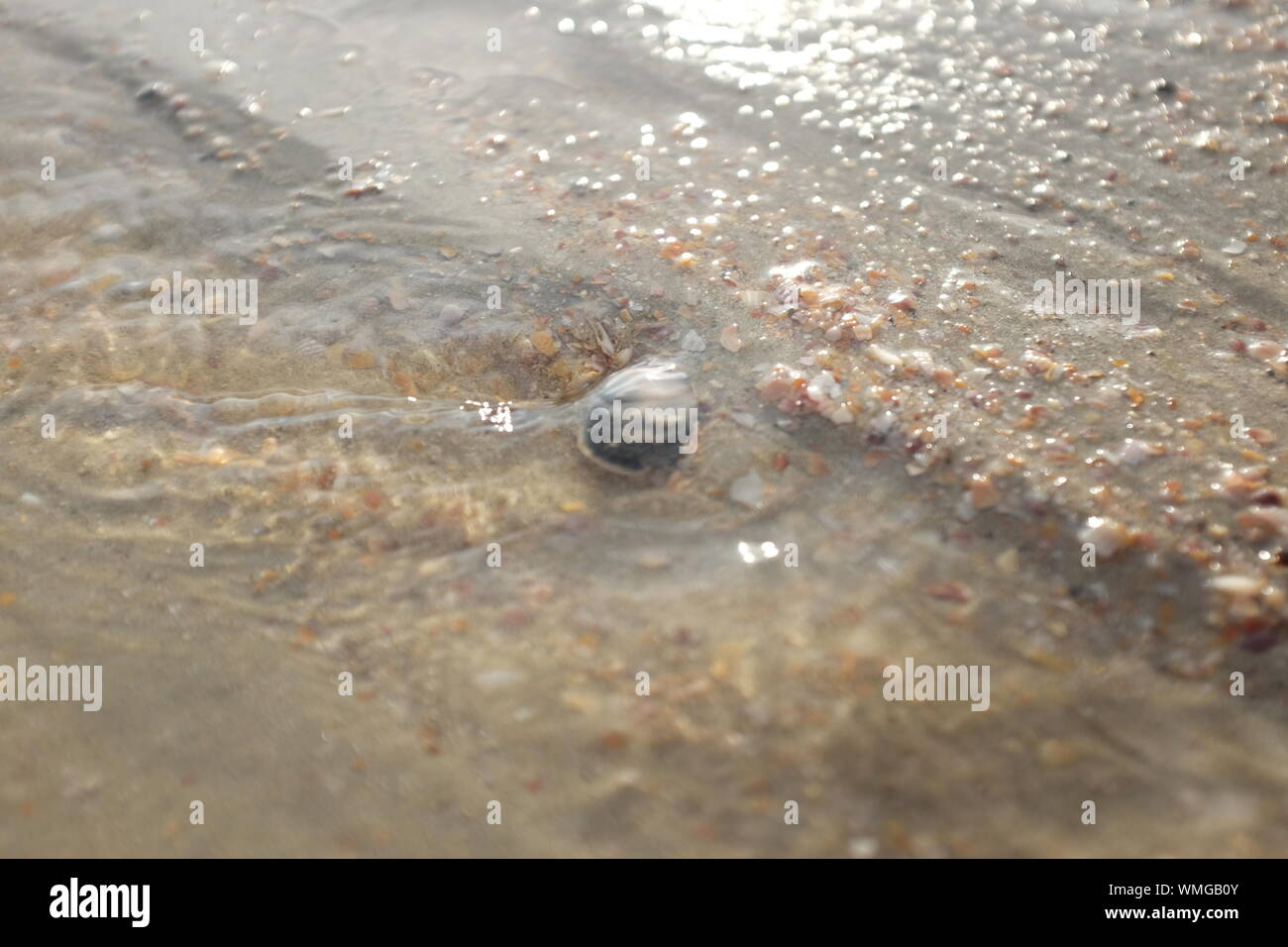 Seashell on the beach Stock Photo - Alamy