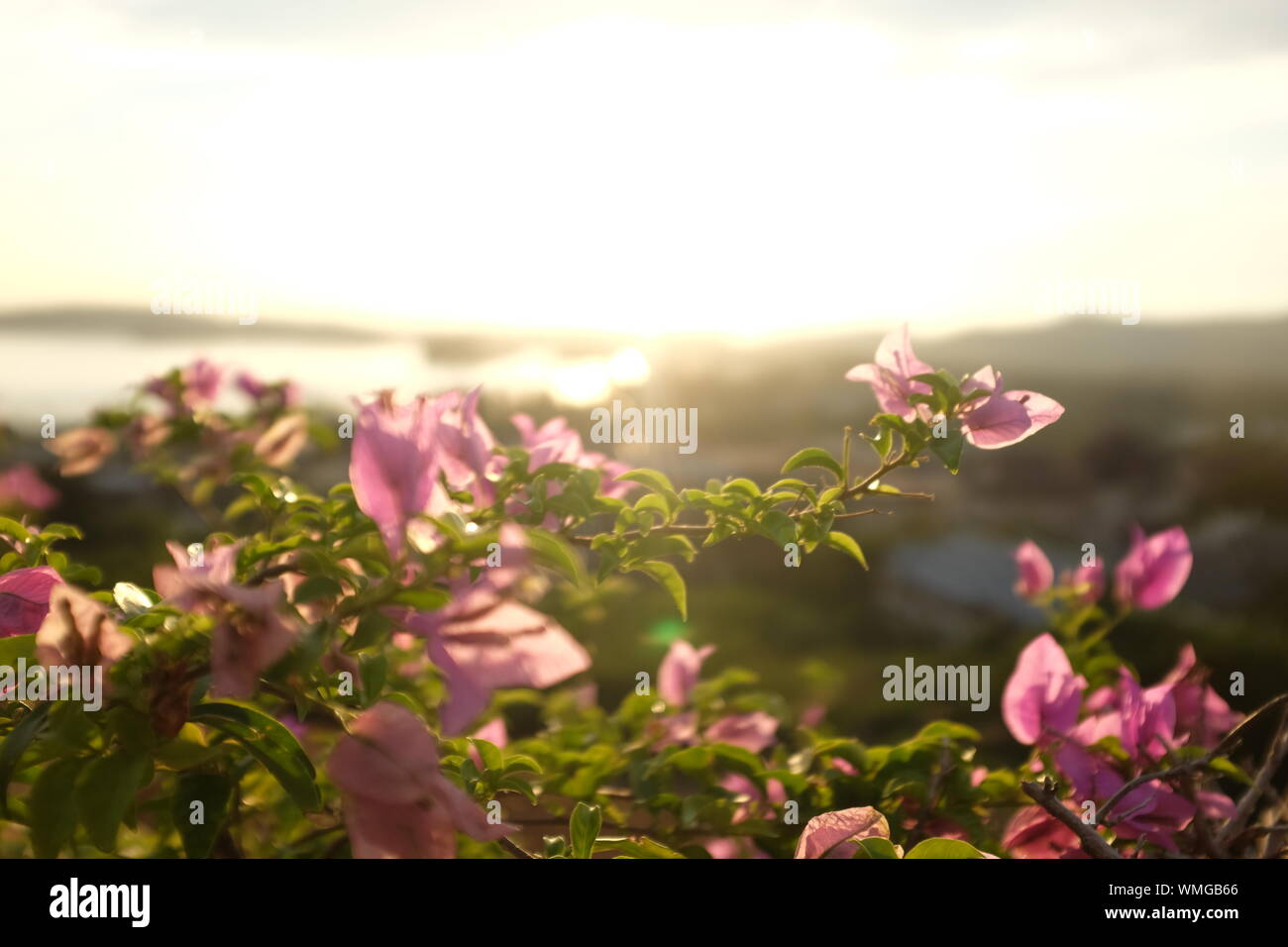 Flower with sunlight Stock Photo - Alamy