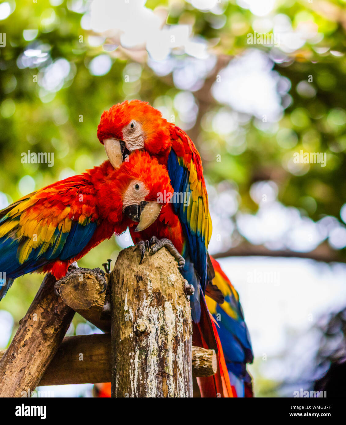 Scarlet macaw, parrot in a natural park in Cartagena, Colombia Stock ...
