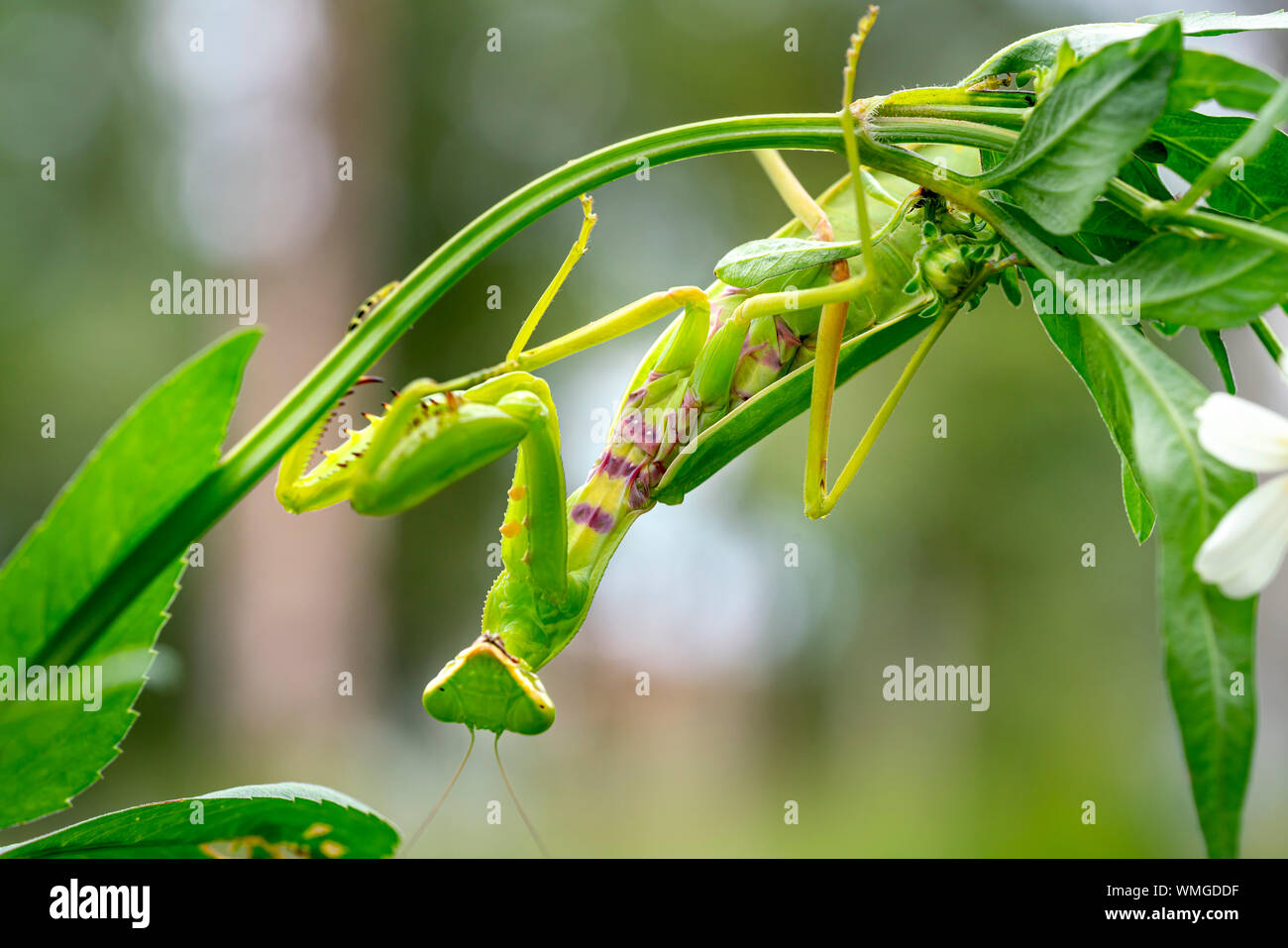 green mantis, on a leaf, like a self-colored color Stock Photo - Alamy