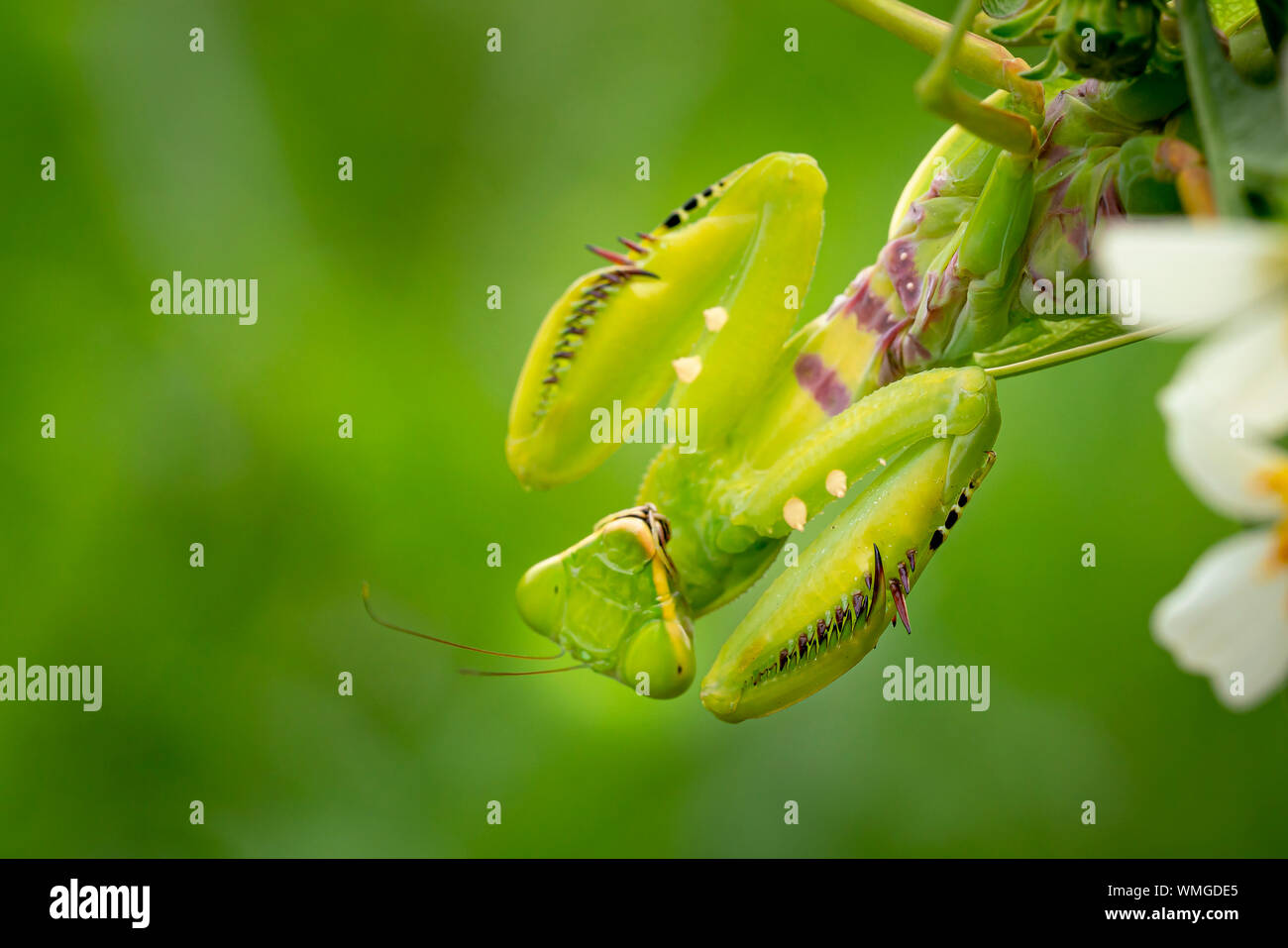 green mantis, on a leaf, like a self-colored color Stock Photo - Alamy