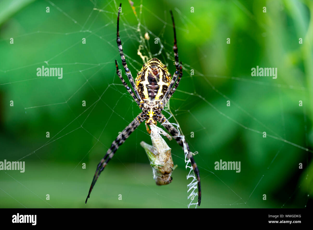 big wasp spider eating its prey Stock Photo - Alamy