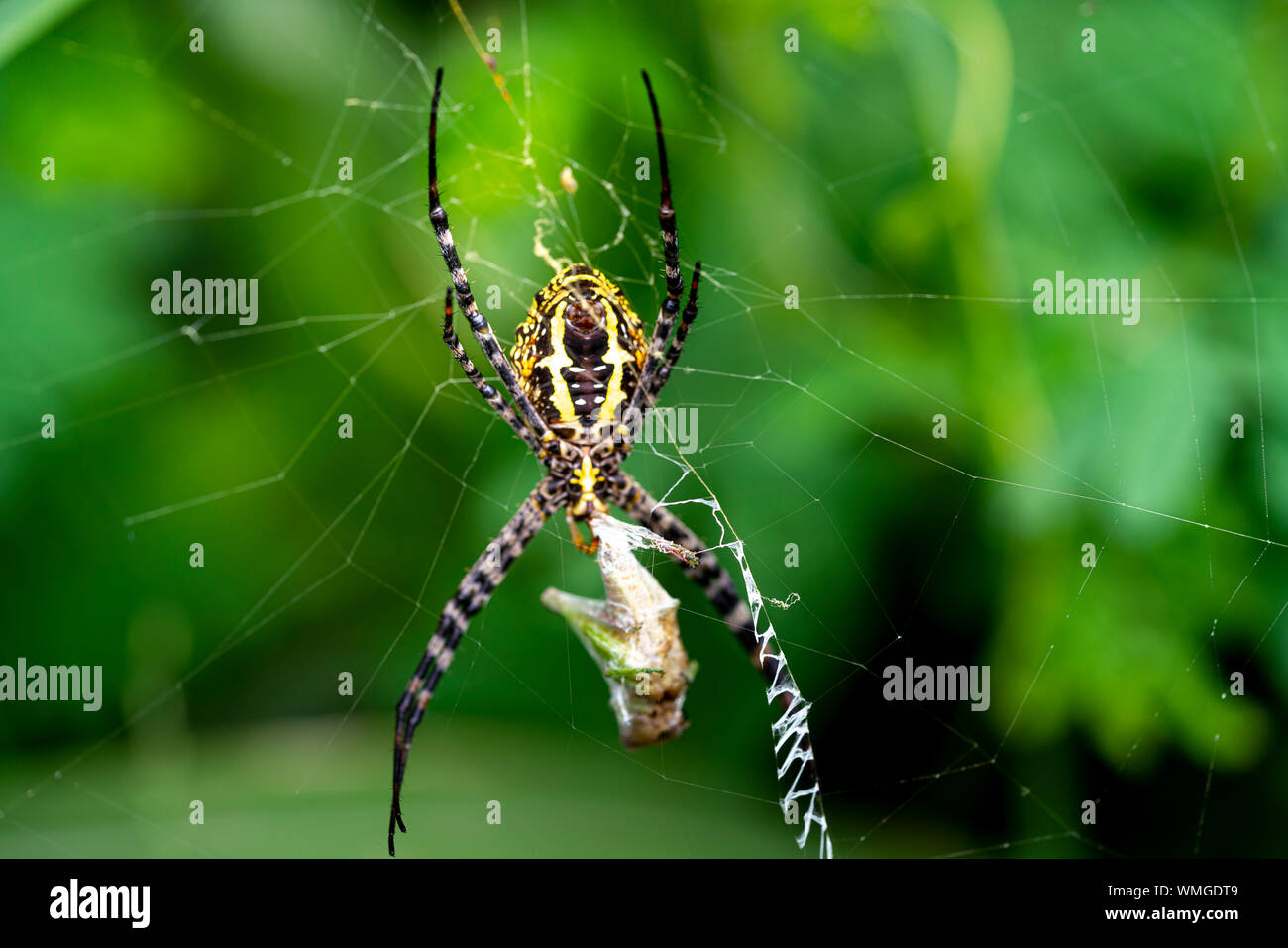 big wasp spider eating its prey Stock Photo - Alamy