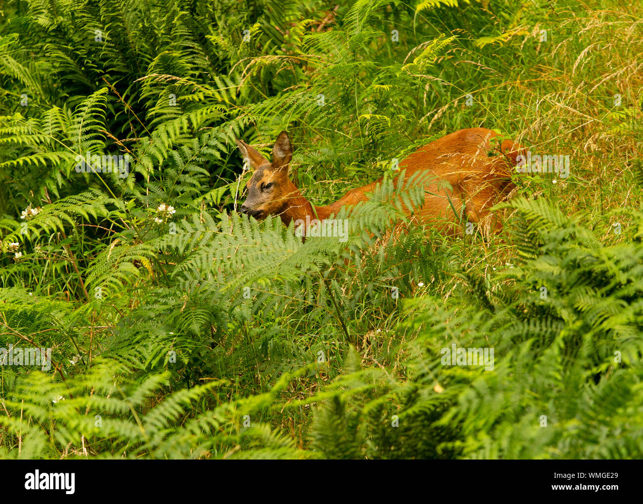 Roe Deer Doe, foraging for food Stock Photo - Alamy