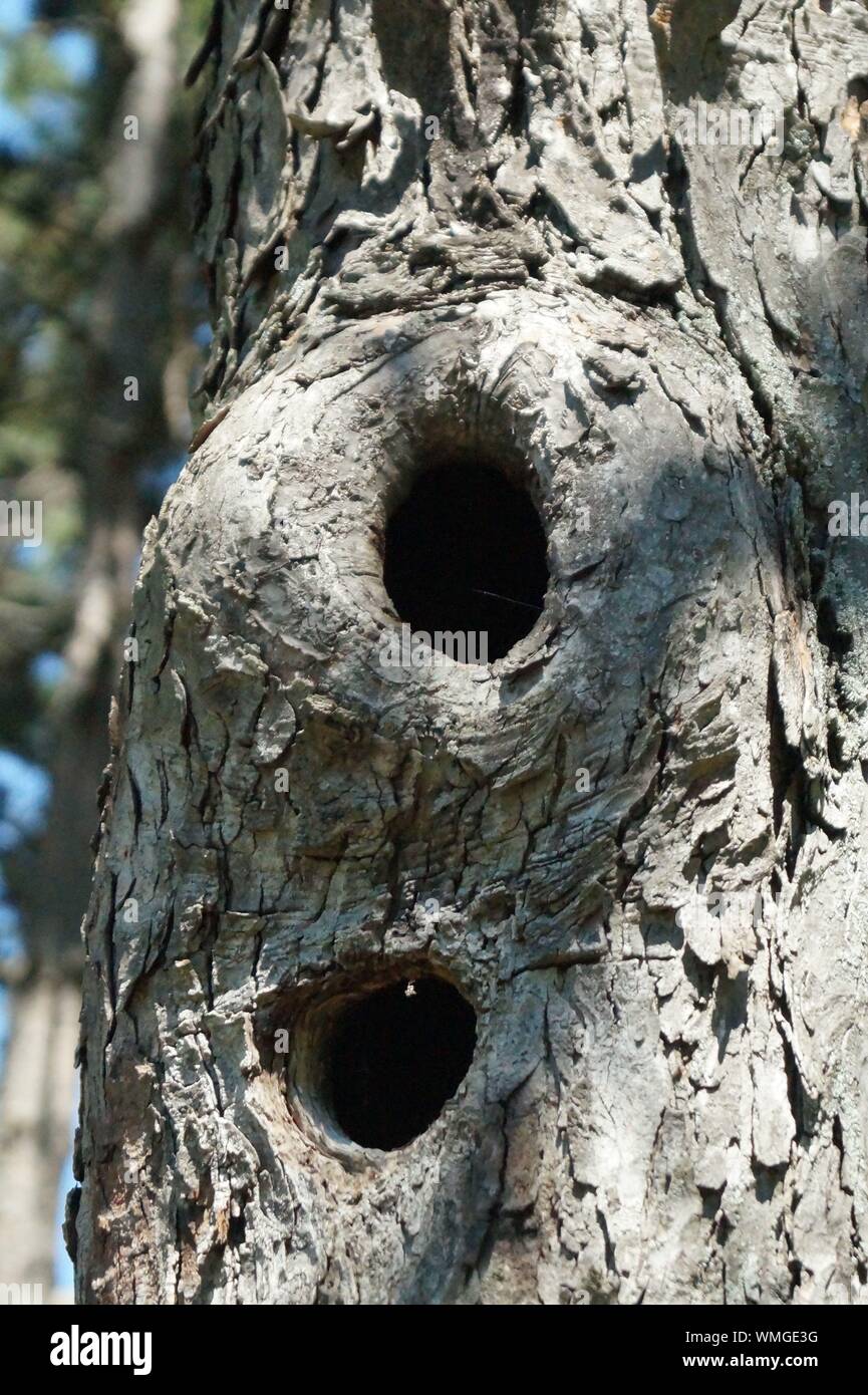 Holes in the trunk hi-res stock photography and images - Alamy