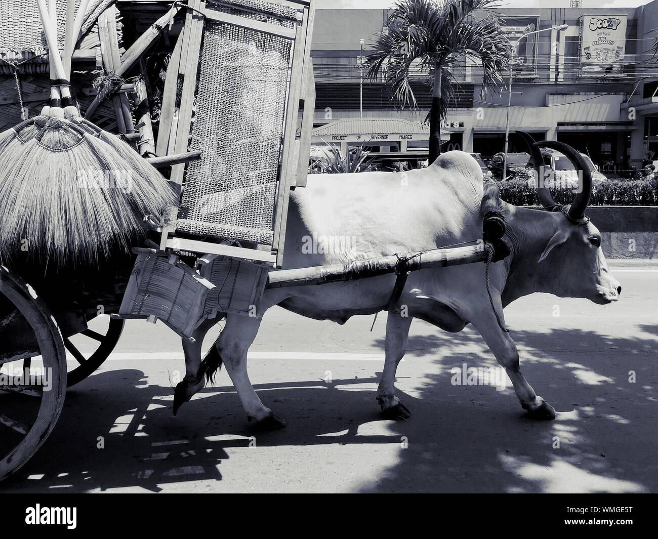Cow pulling cart hi-res stock photography and images - Alamy