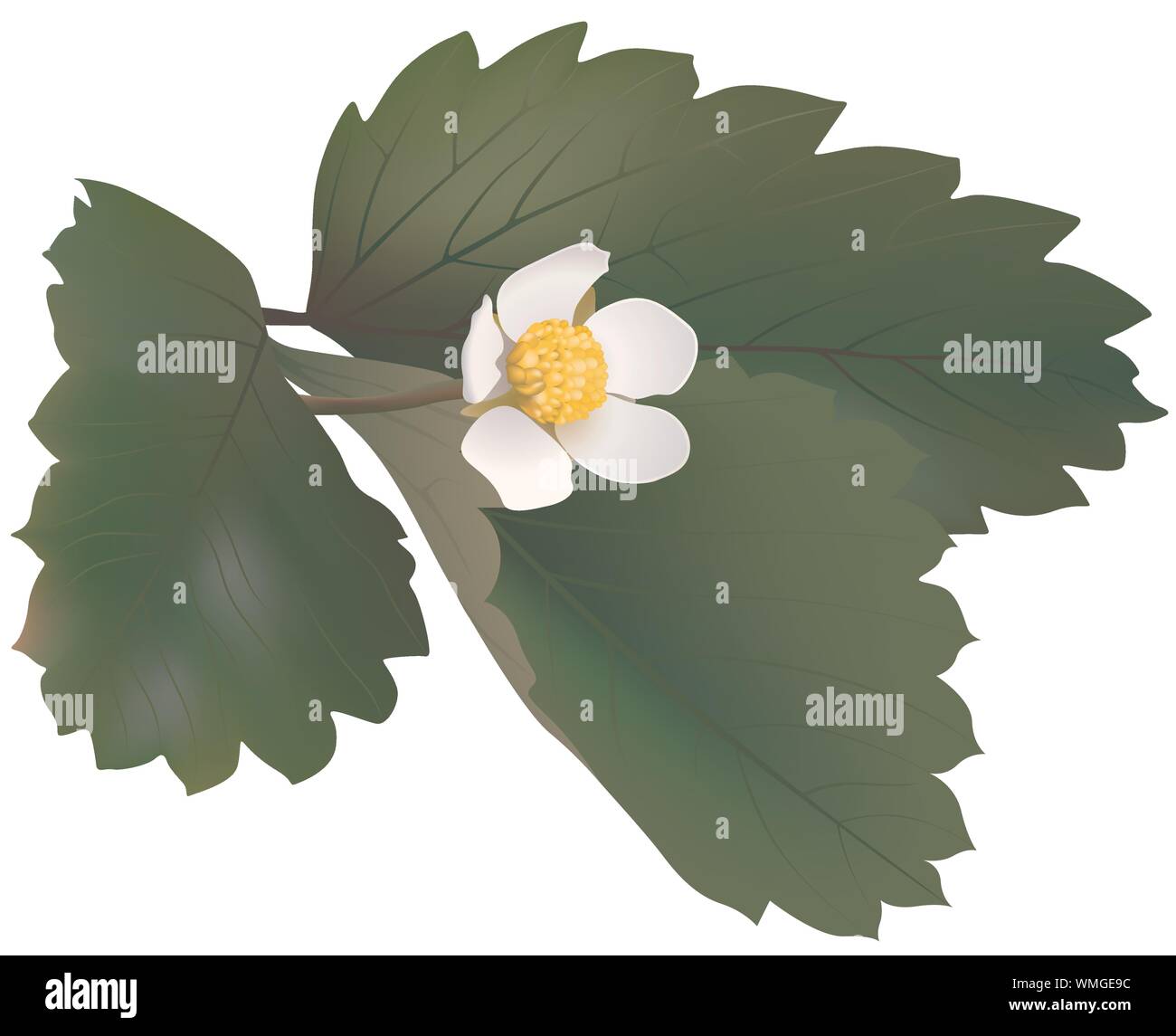 Close up wild strawberry flower Stock Vector Images - Alamy