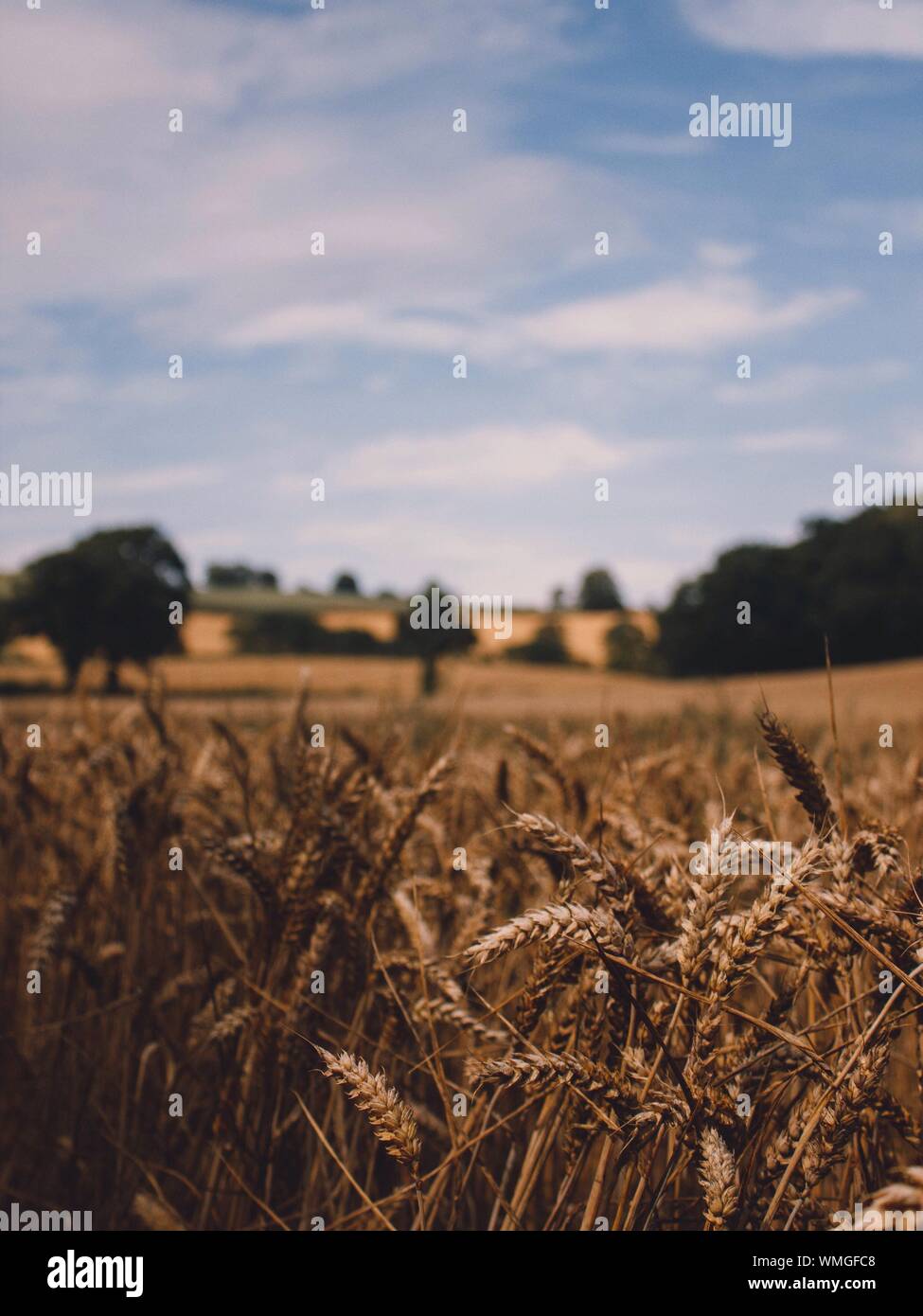 Wheat crops growing field sky cereal plant hi-res stock photography and ...