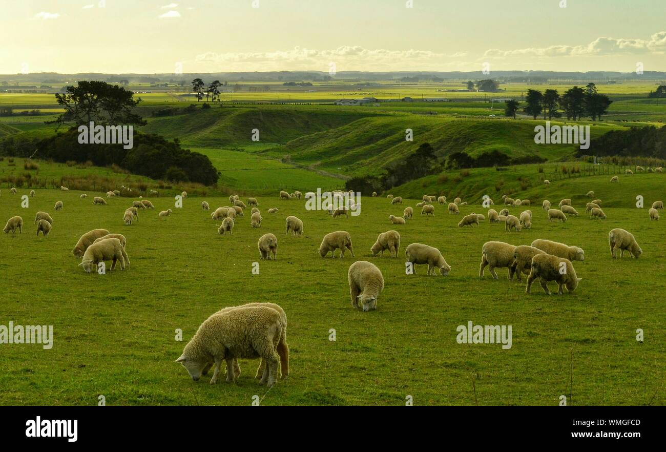 Green Pastures Sheep High Resolution Stock Photography and Images - Alamy