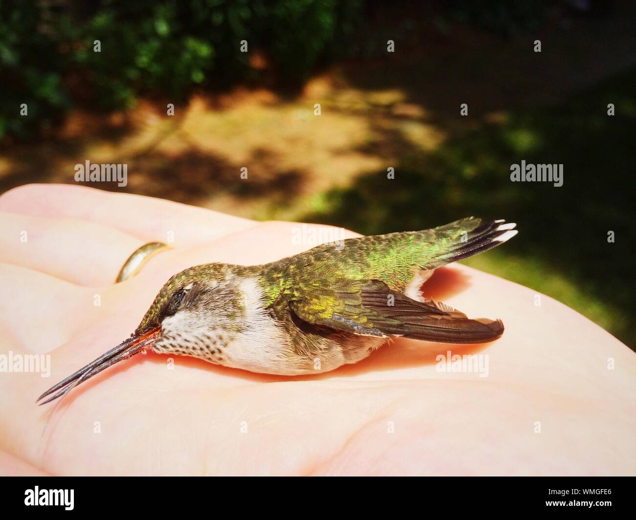 Dead hummingbird hi-res stock photography and images - Alamy