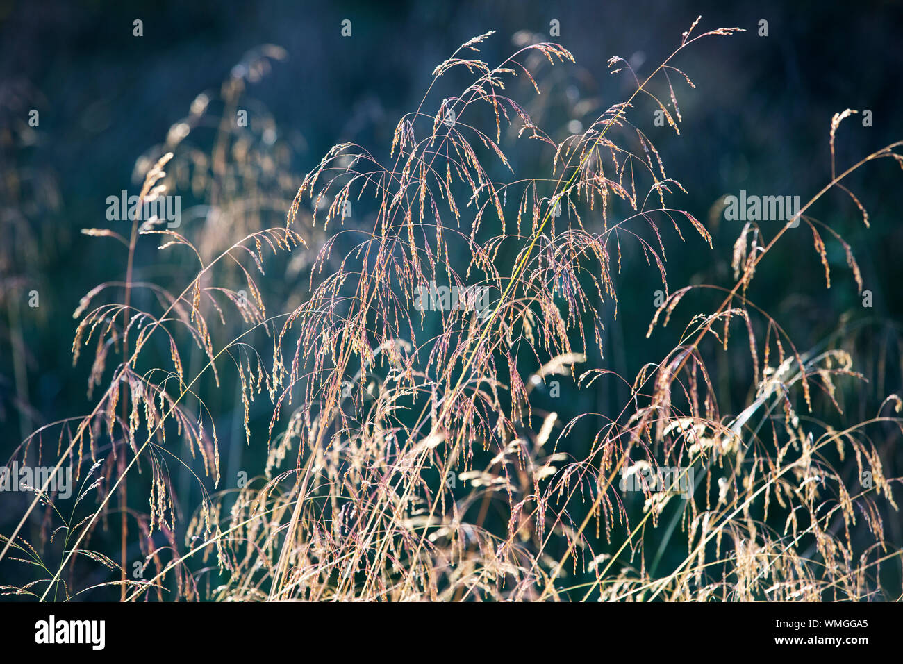 Grass seed heads in a water meadow at the head of Lake Windermere, Lake ...