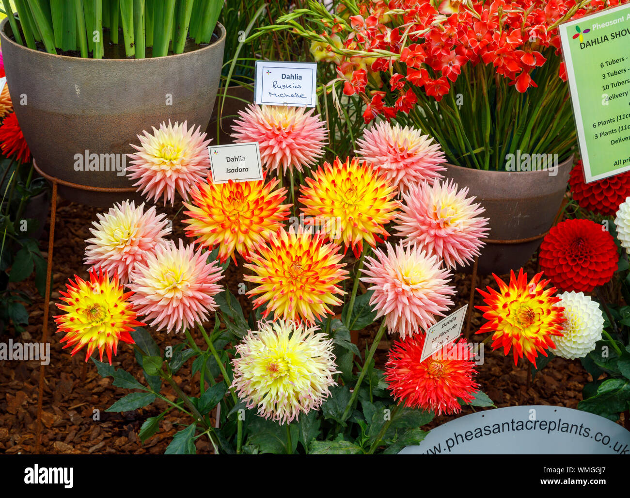 Dahlia royal horticultural society hi-res stock photography and images ...