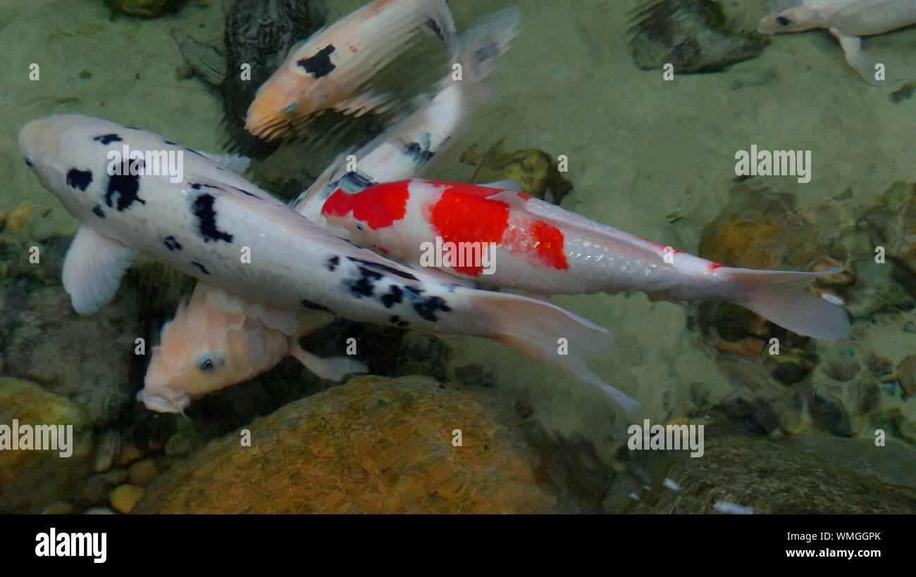 Koi carp fish hi-res stock photography and images - Alamy