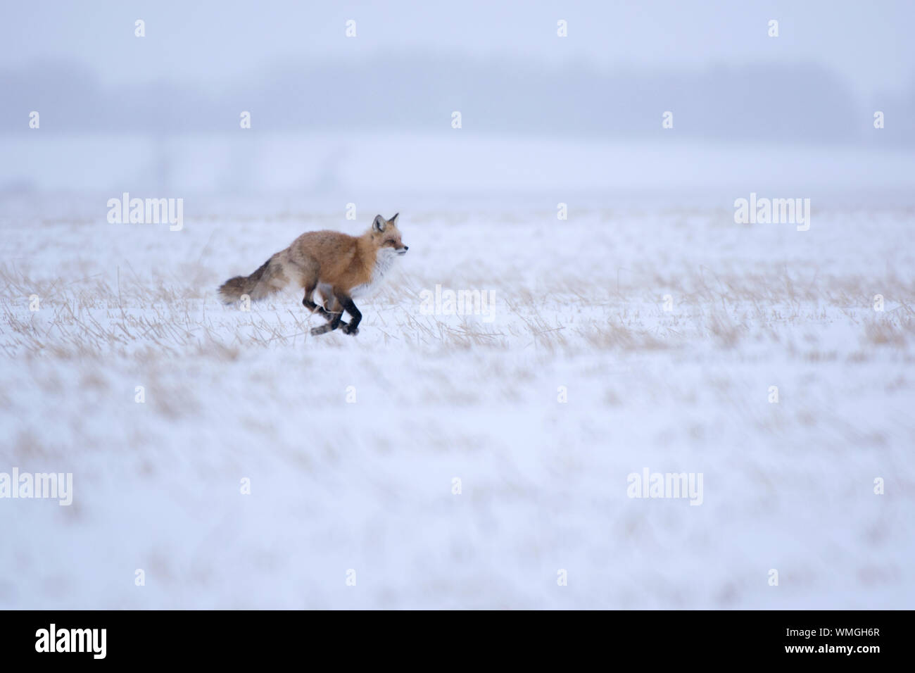 Red Fox Running High Resolution Stock Photography and Images - Alamy