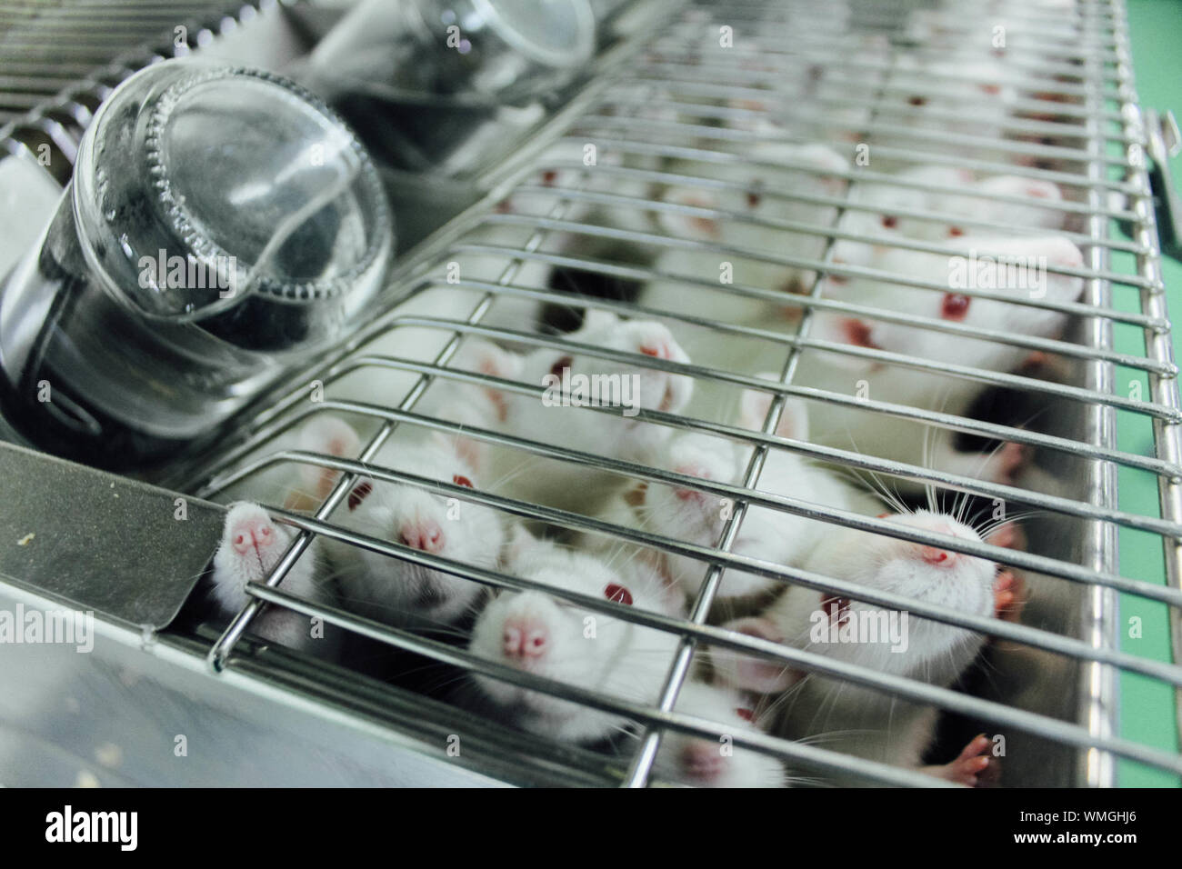 Laboratory Mice High Resolution Stock Photography and Images - Alamy