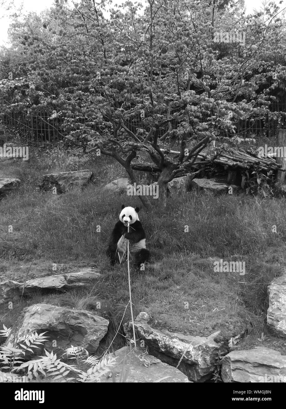 Forest panda hi-res stock photography and images - Alamy