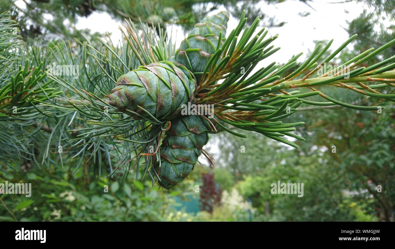 Growing pine cone hi-res stock photography and images - Alamy