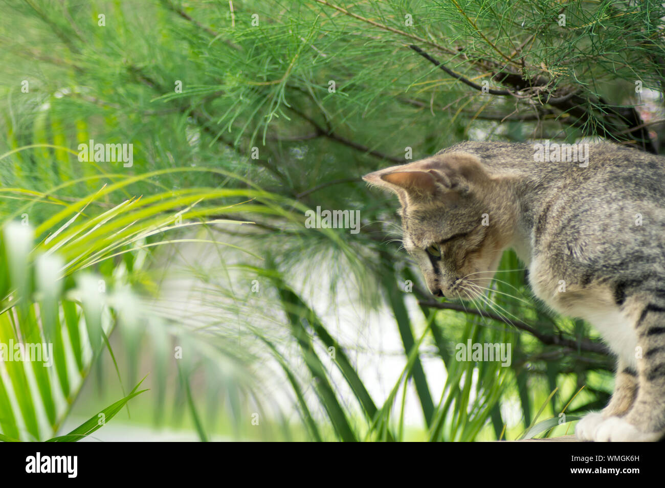 Tabby Cat Side View High Resolution Stock Photography and Images - Alamy