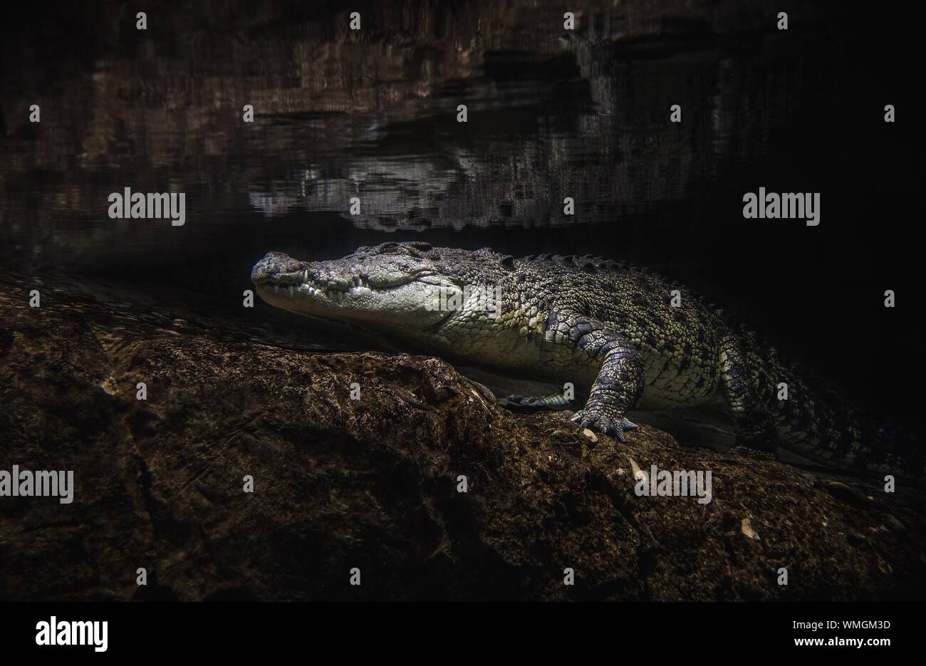 Crocodile At Lake During Night Stock Photo - Alamy