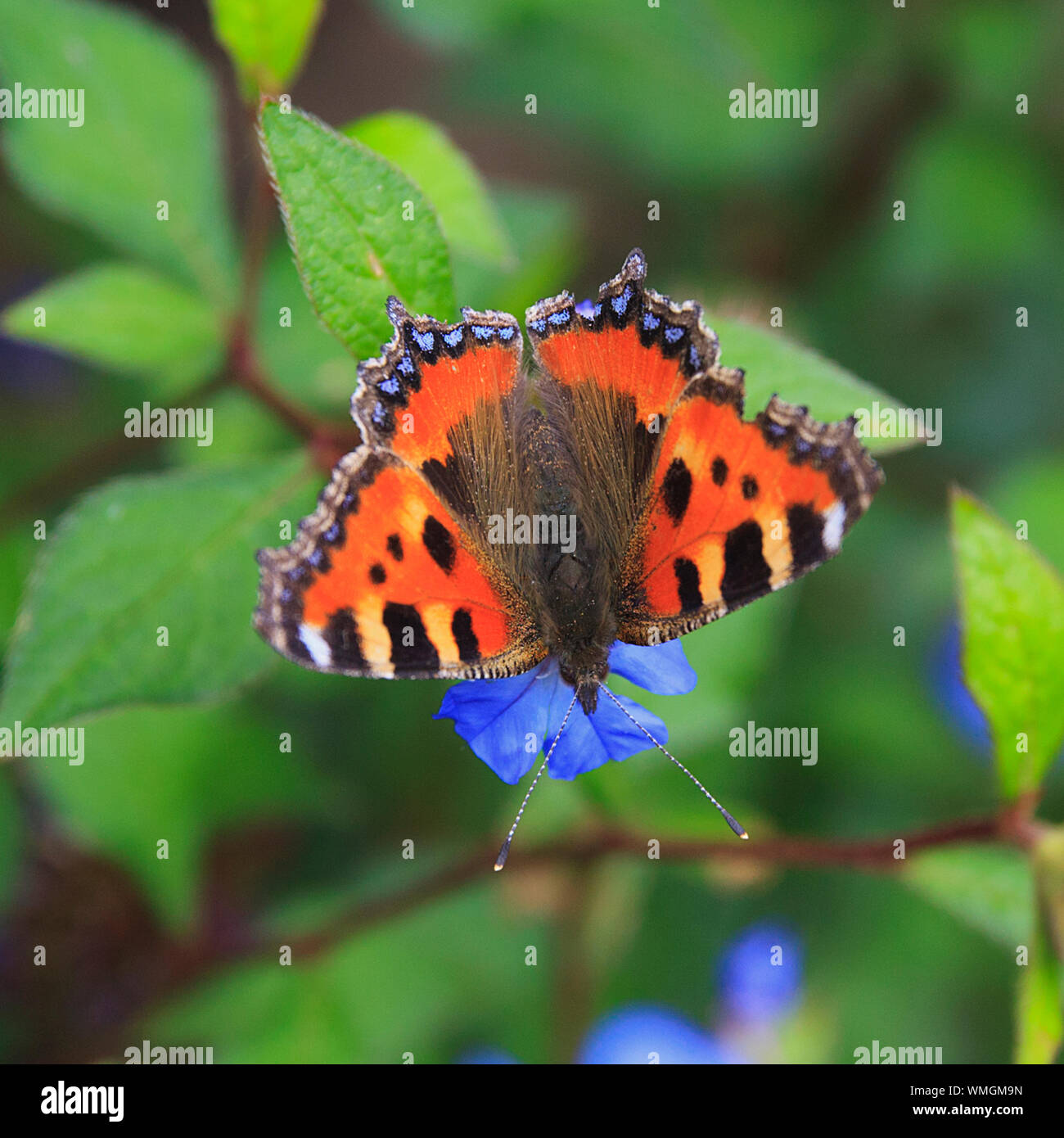 Vibrant tortoiseshell butterflies hi-res stock photography and images ...