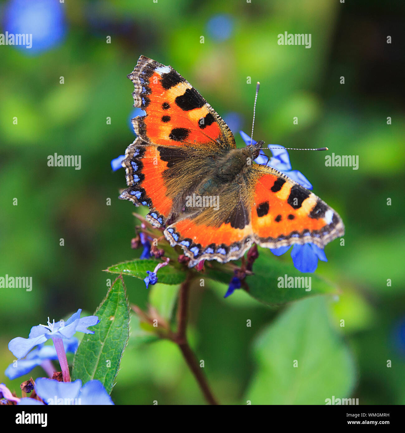 Vibrant tortoiseshell butterflies hi-res stock photography and images ...