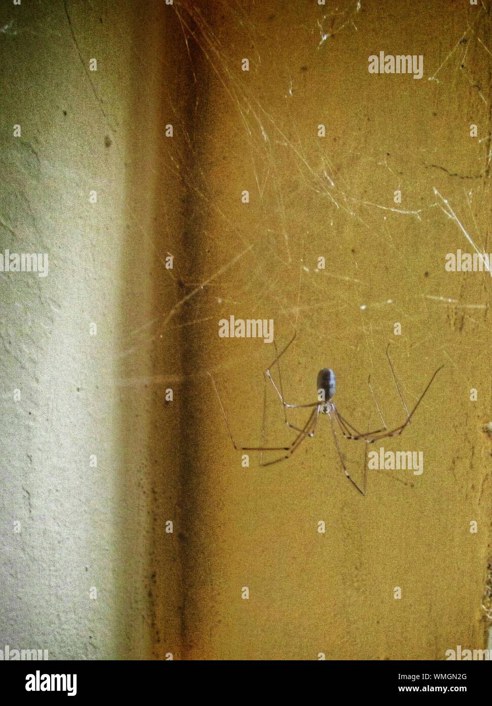 Climbing spider hi-res stock photography and images - Alamy