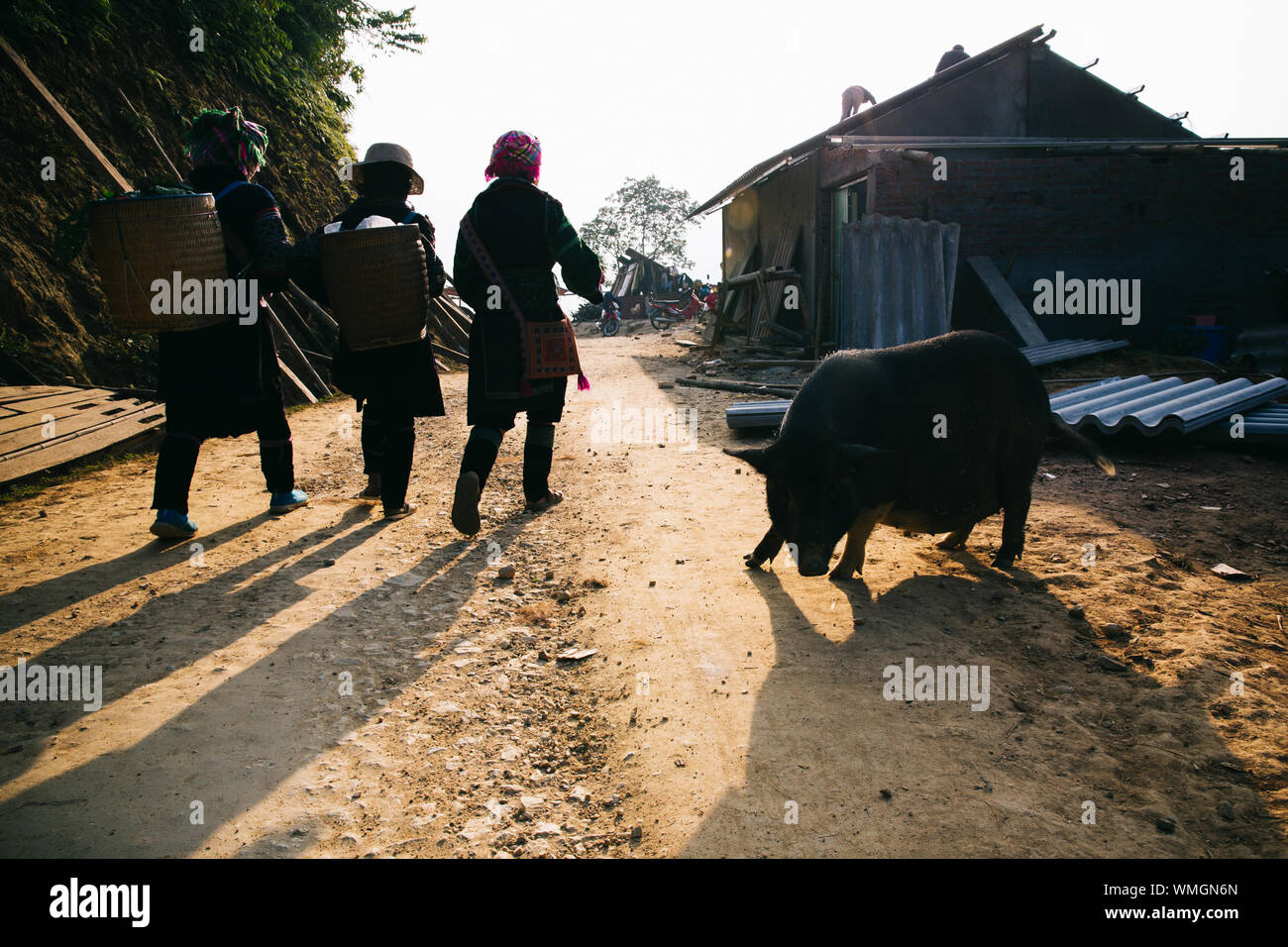 Pig rear view hi-res stock photography and images - Alamy
