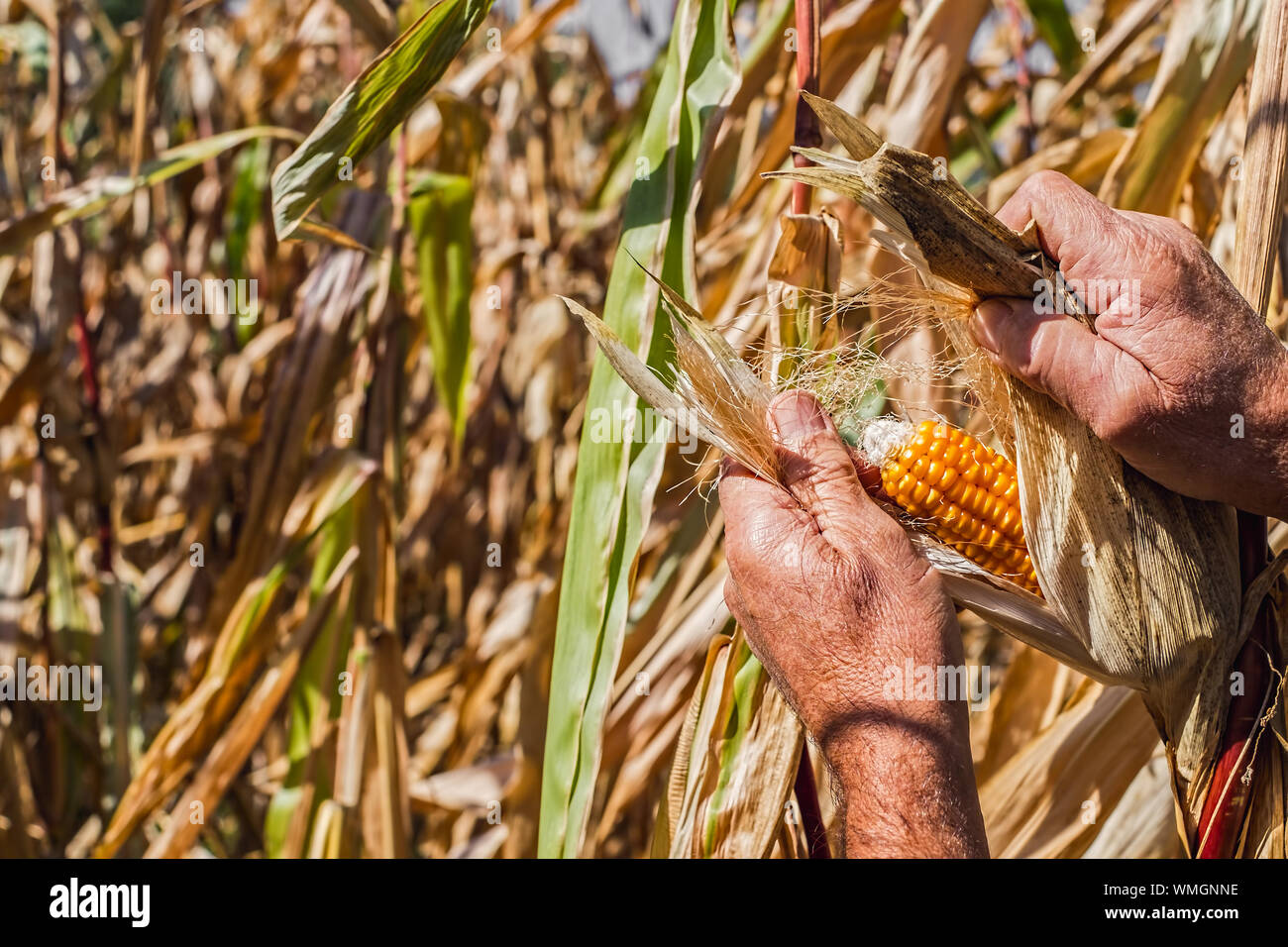 Man farmer holding corn cob hi-res stock photography and images - Alamy