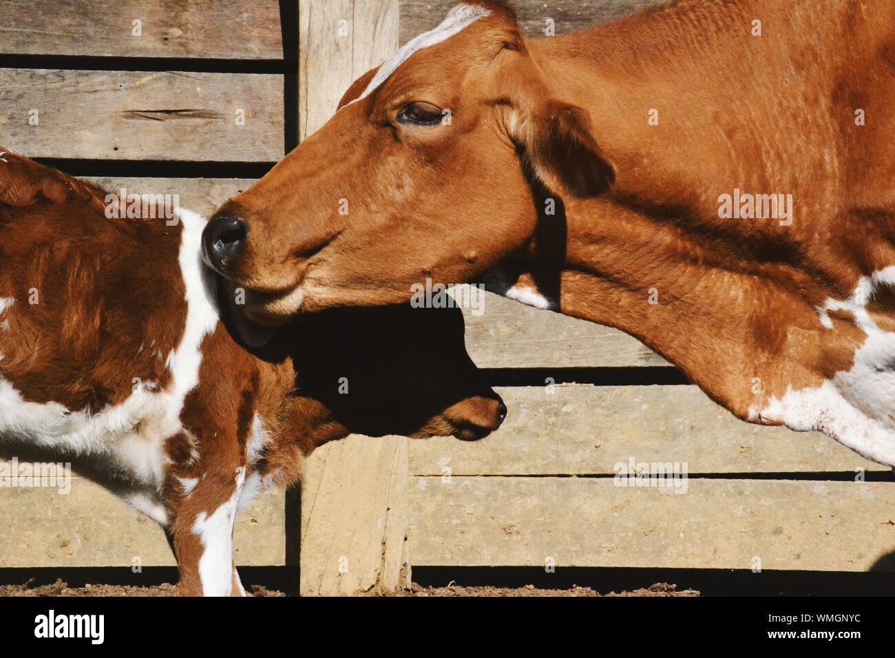 Cow licking side hi-res stock photography and images - Alamy