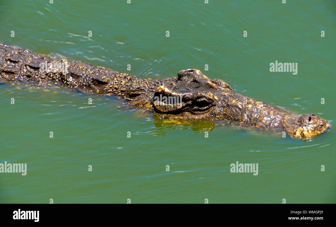 Alligator hunting photos hi-res stock photography and images - Alamy