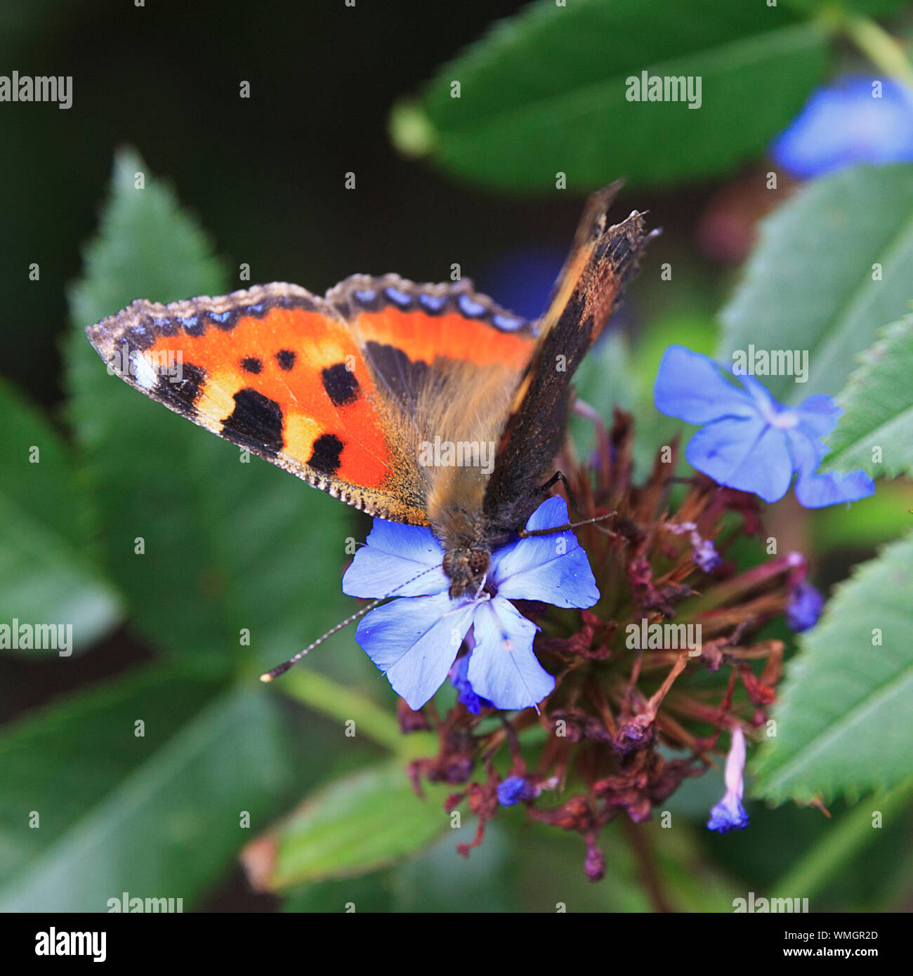 Vibrant tortoiseshell butterflies hi-res stock photography and images ...