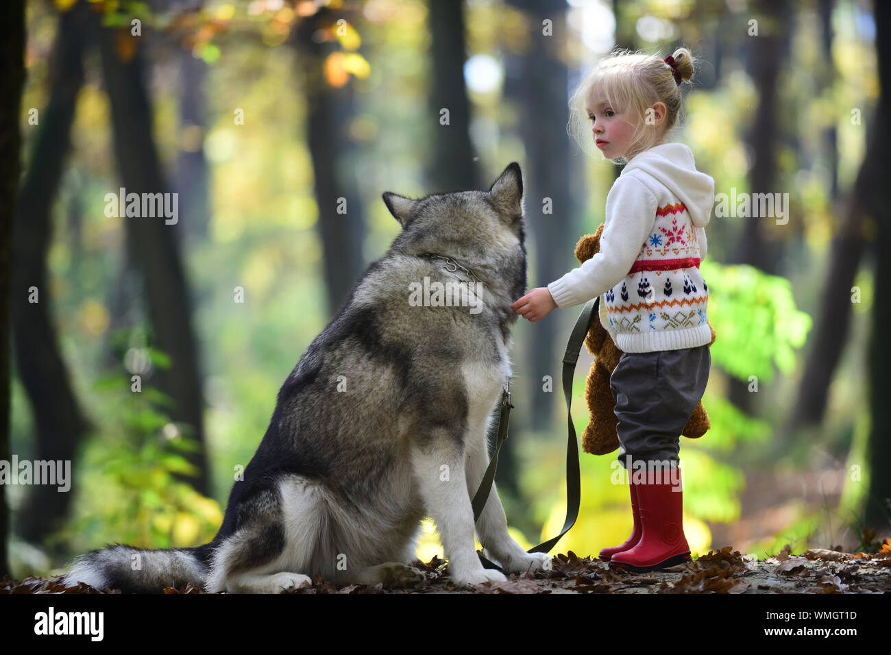 Red riding hood with wolf in fairy tale woods. Little girl with dog in ...