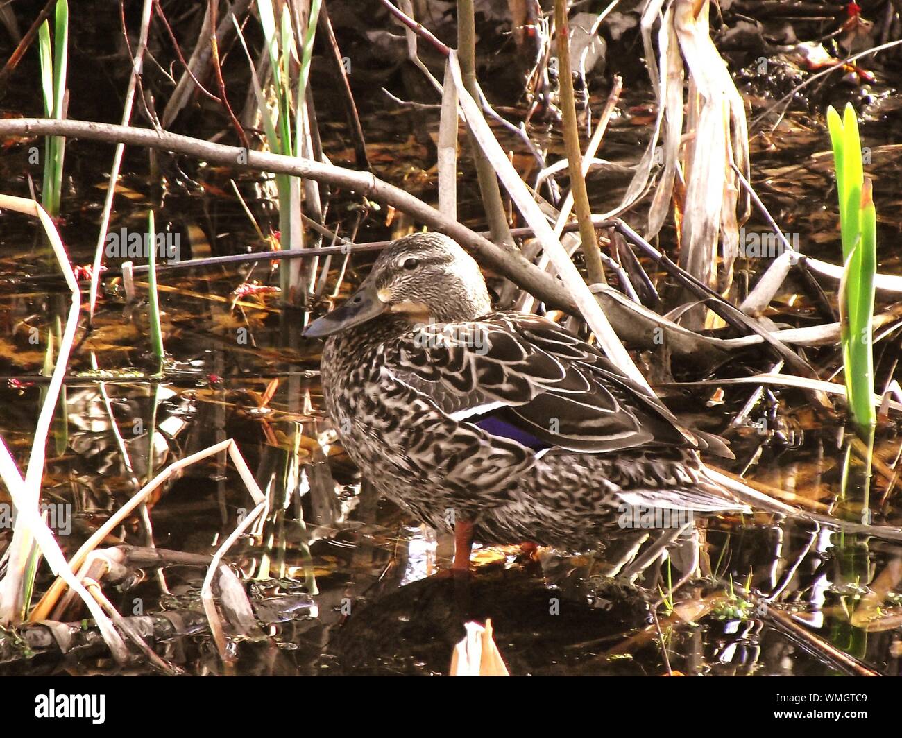 Swamp duck hi-res stock photography and images - Alamy