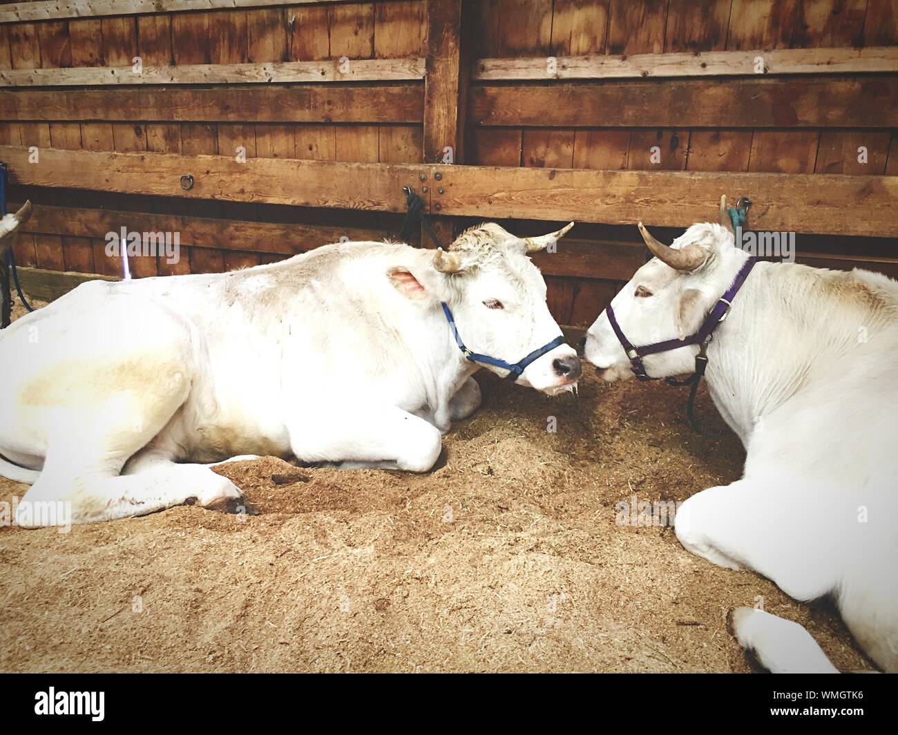Two lying cows hi-res stock photography and images - Alamy