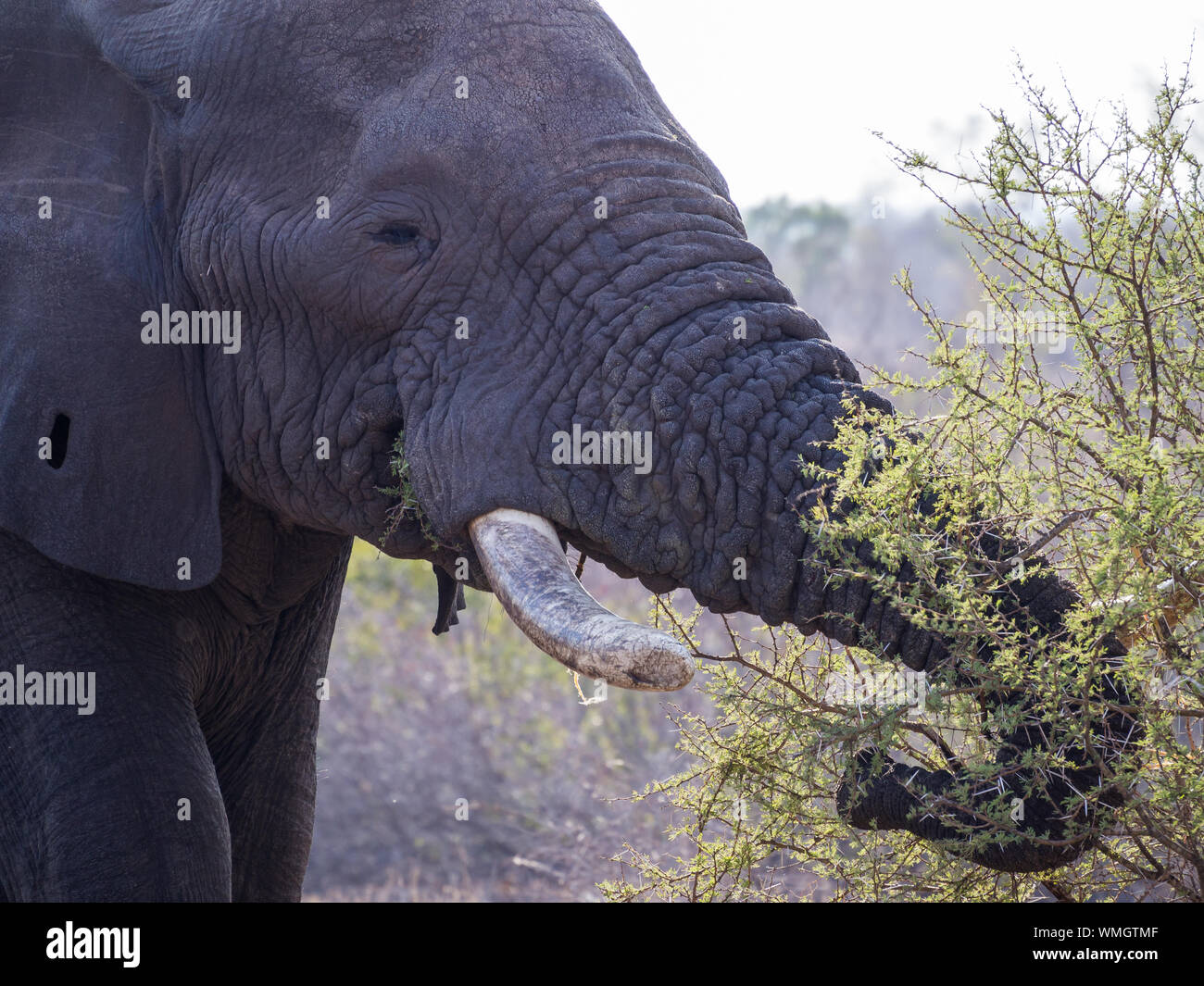 African bush elephant tree hi-res stock photography and images - Alamy