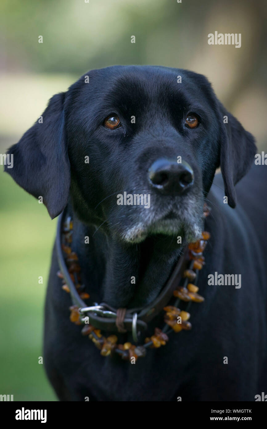 Black labrador standing up hi-res stock photography and images - Alamy
