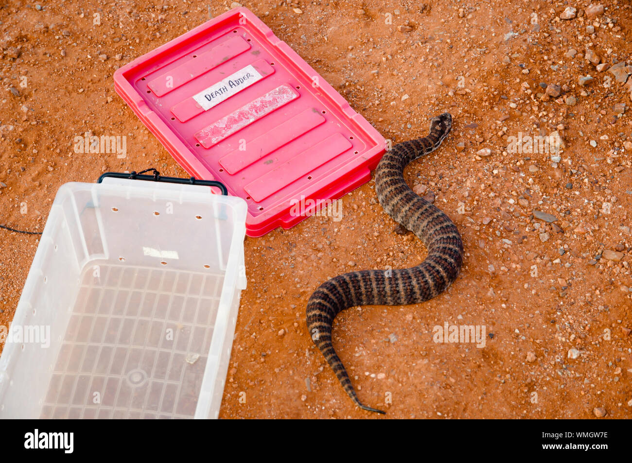 Snake migration hi-res stock photography and images - Alamy