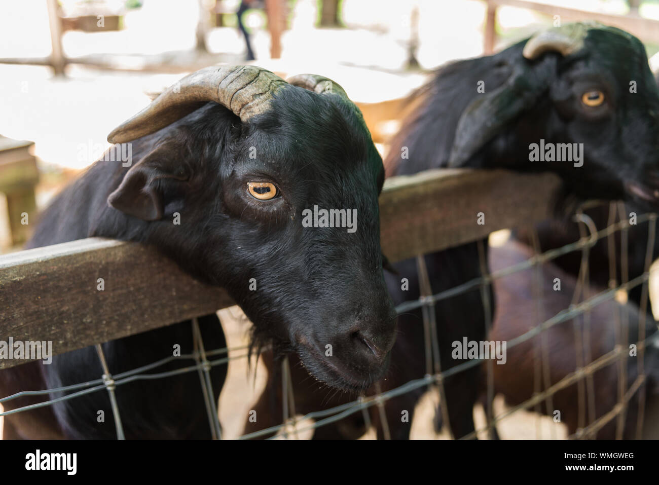 Foreground two goats hi-res stock photography and images - Alamy