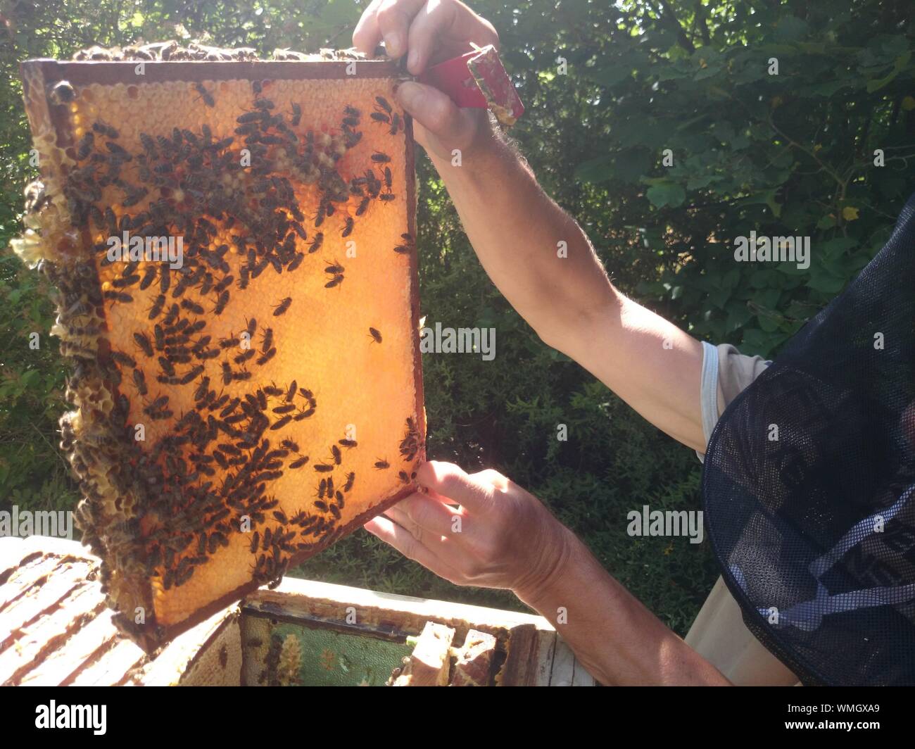 Full of bees hi-res stock photography and images - Alamy