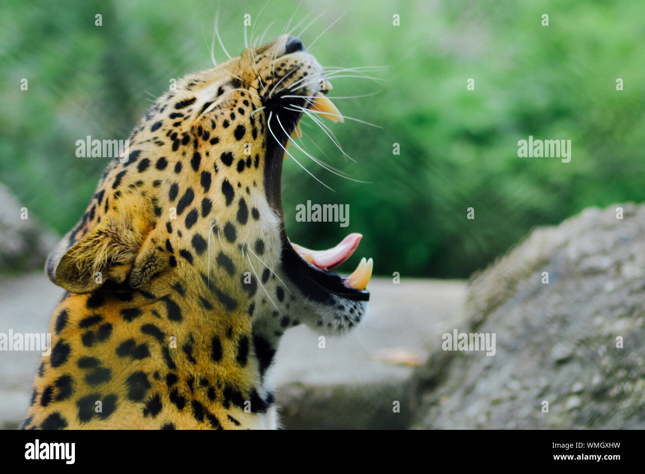 Leopard Roaring High Resolution Stock Photography and Images - Alamy
