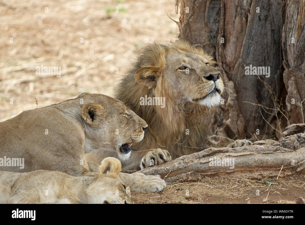 Waking the lions hi-res stock photography and images - Alamy