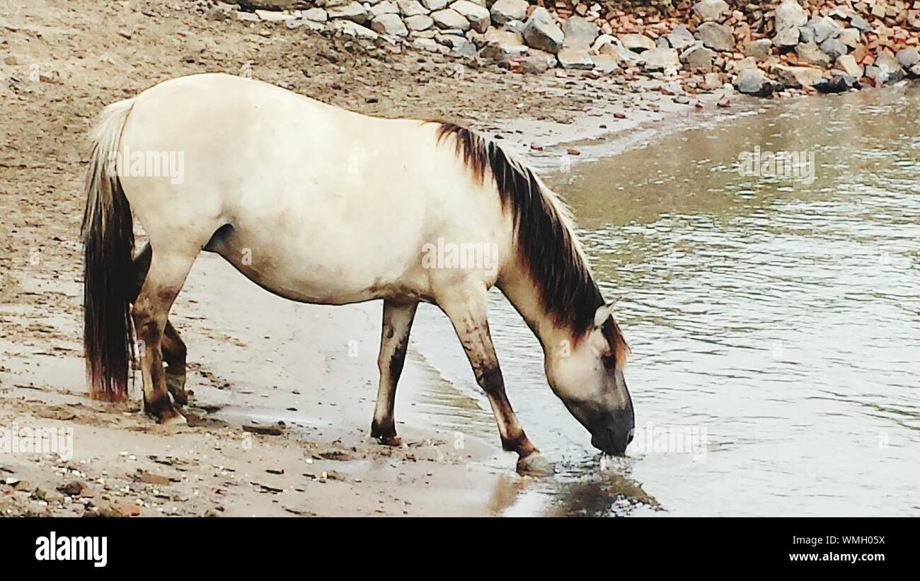 Horse Drinking Water High Resolution Stock Photography and Images - Alamy