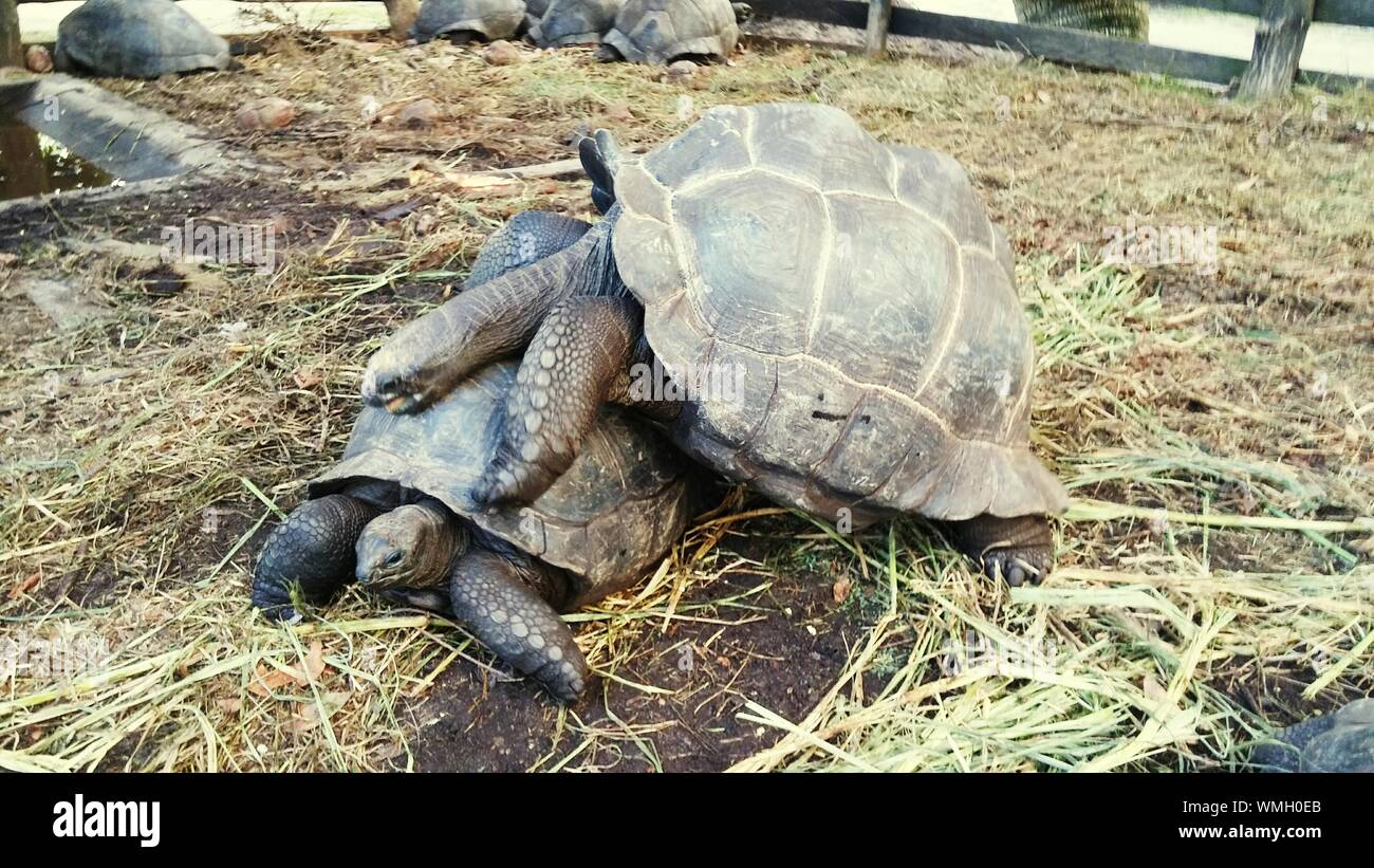 Giant tortoise mating hi-res stock photography and images - Alamy