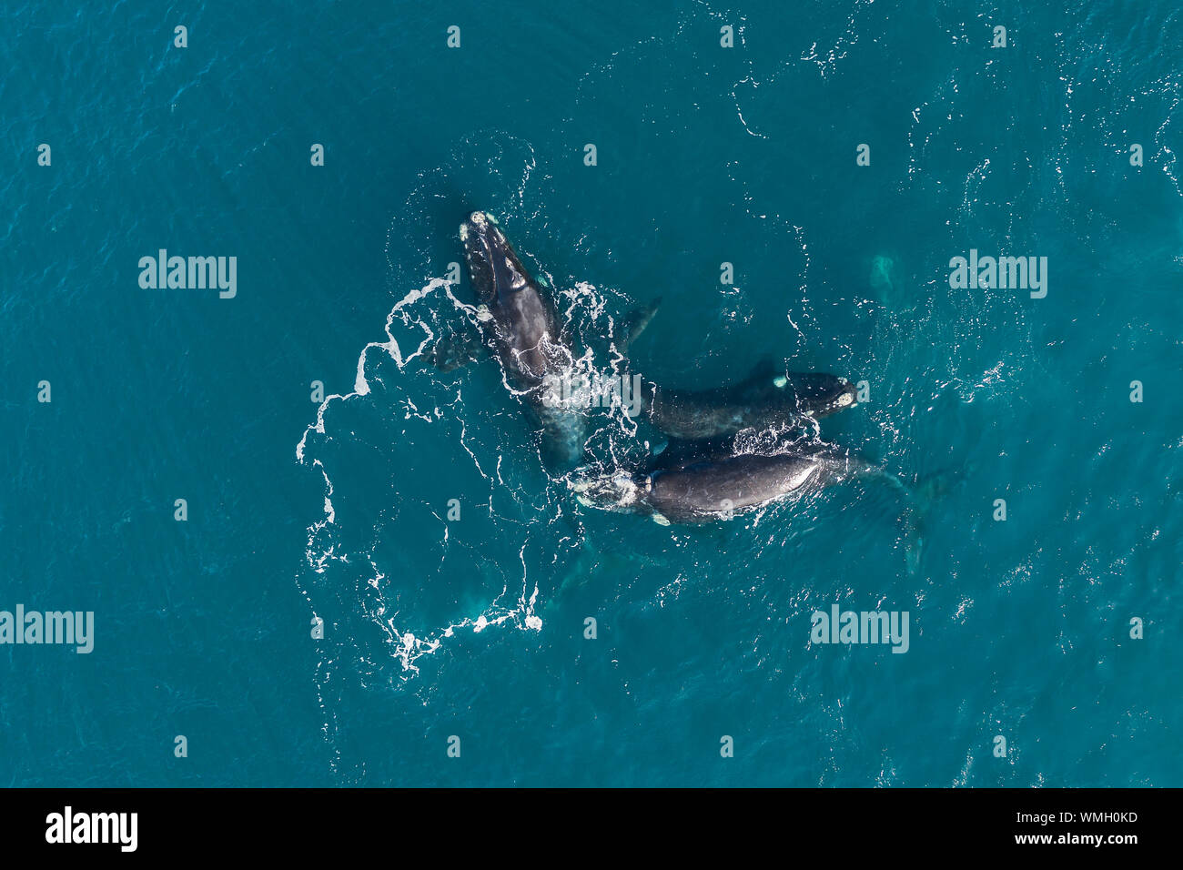 How Do Whales Mate