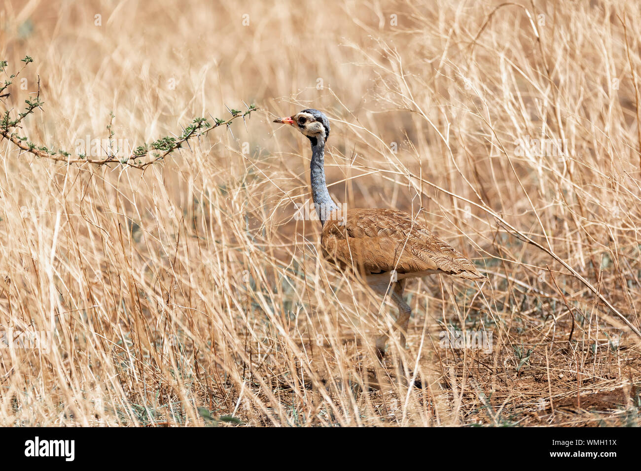 White bellied korhaan hi-res stock photography and images - Alamy