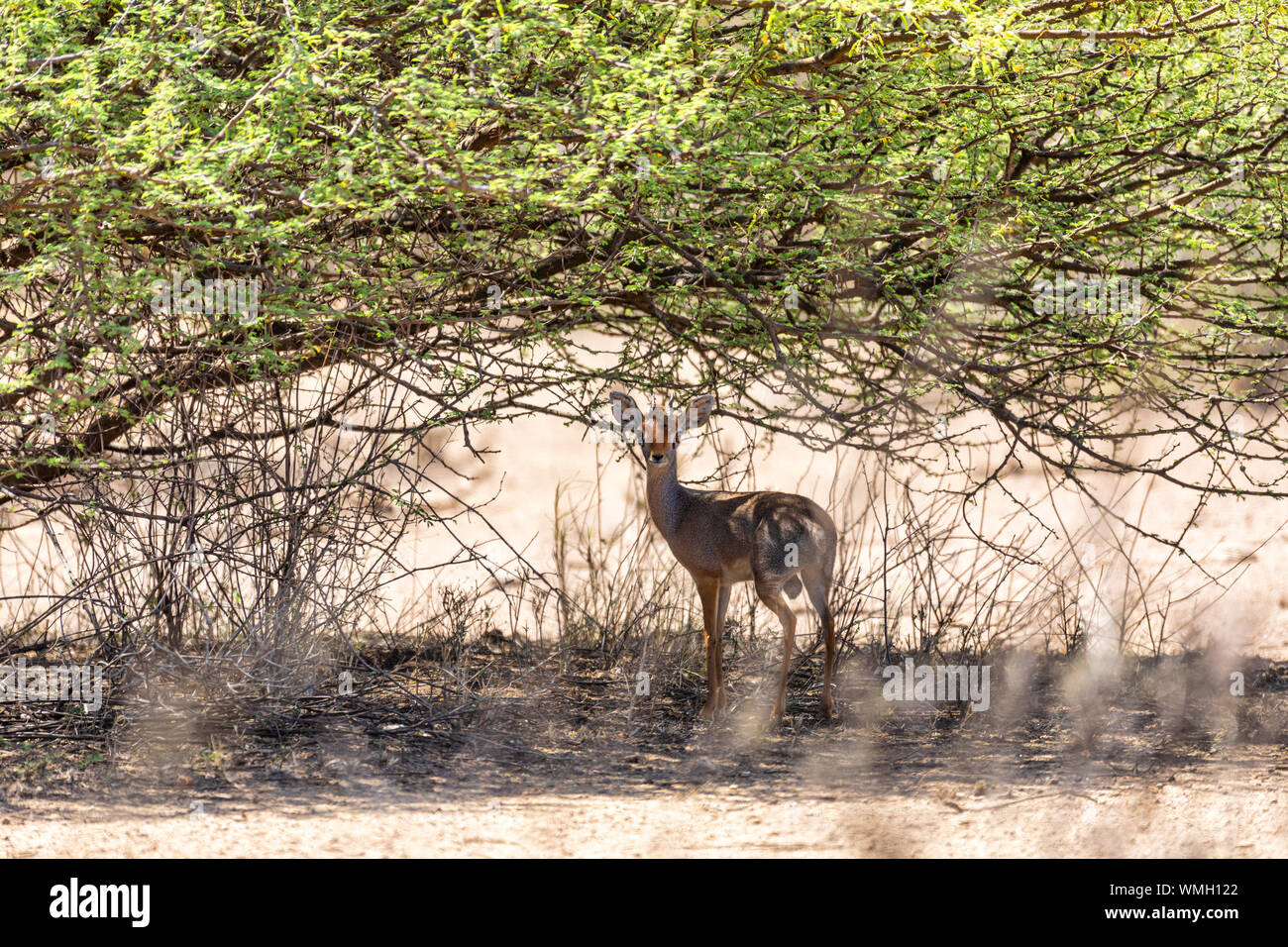 Dik-Dik is one of the smallest and cuttest antelope species of small ...