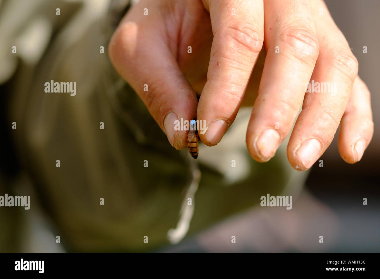 Hand holding insect hi-res stock photography and images - Alamy